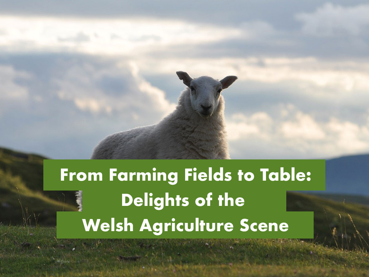 From Farming Fields to Table: Delights of the Welsh Agriculture Scene